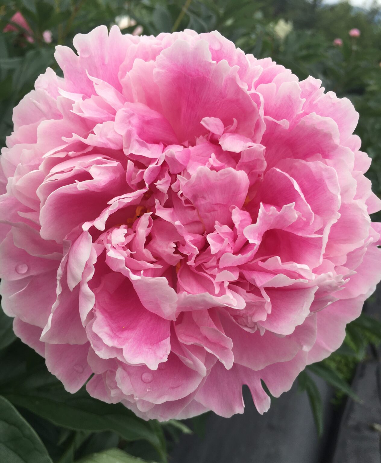 Peonies In The Kitchen: Three Delicious Recipes To Make Now – Alaska ...
