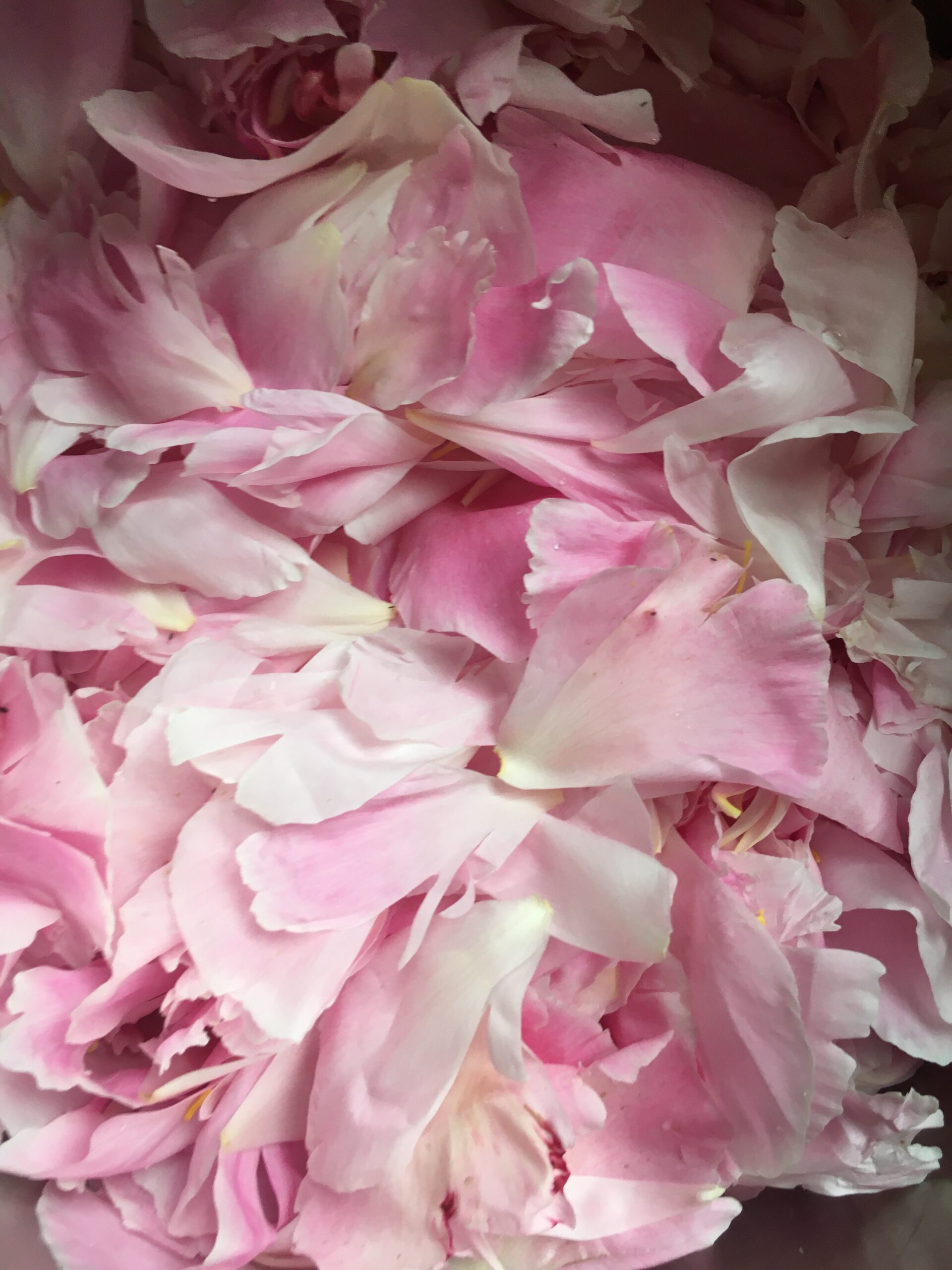 Peonies In The Kitchen: Three Delicious Recipes To Make Now – Alaska ...
