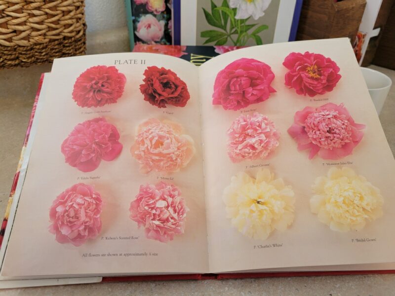 A Librarian’s Daughter: The Smell Of A Good Book Is Just As Enticing As ...