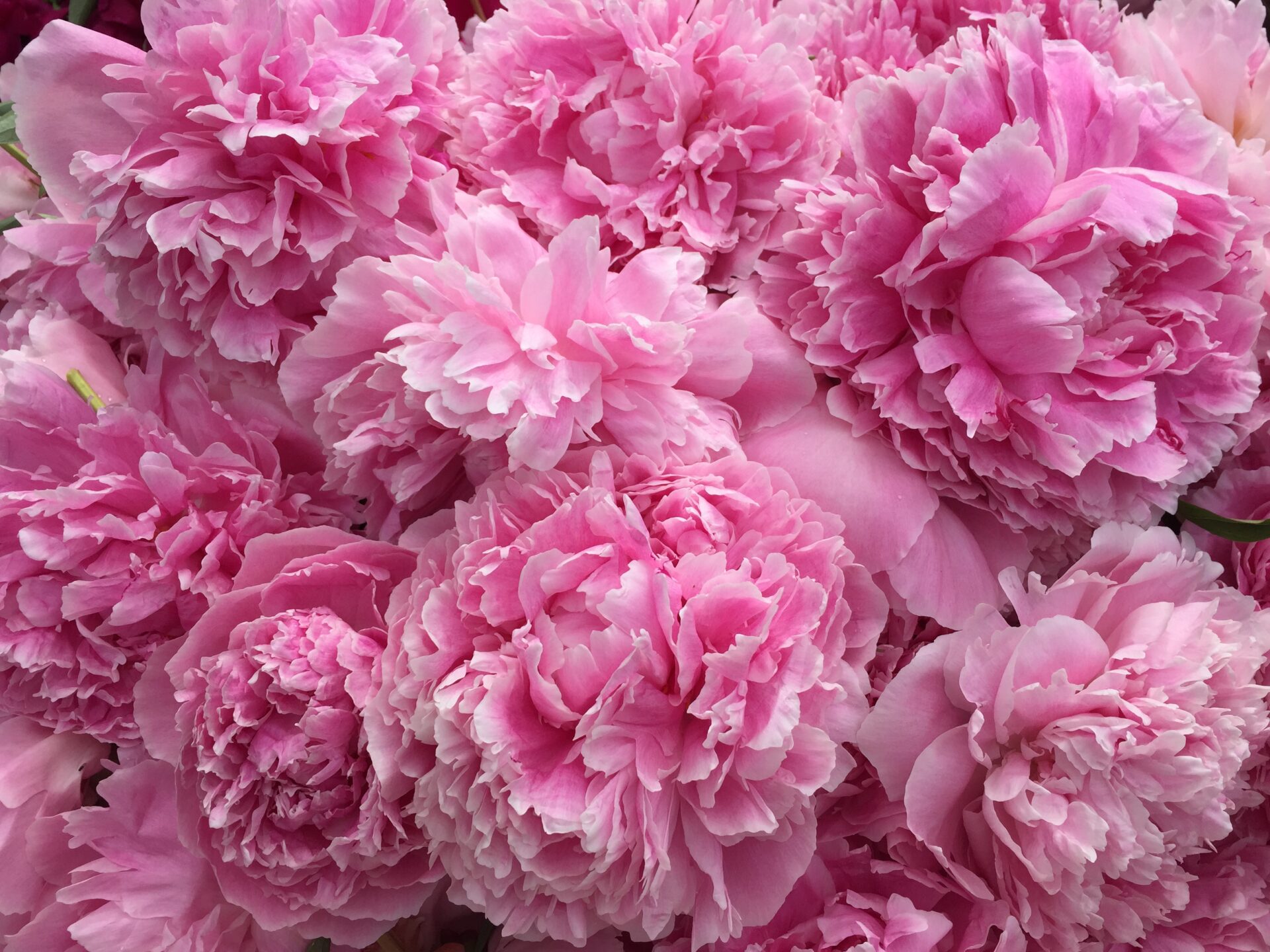Peonies In The Kitchen: Three Delicious Recipes To Make Now – Alaska ...