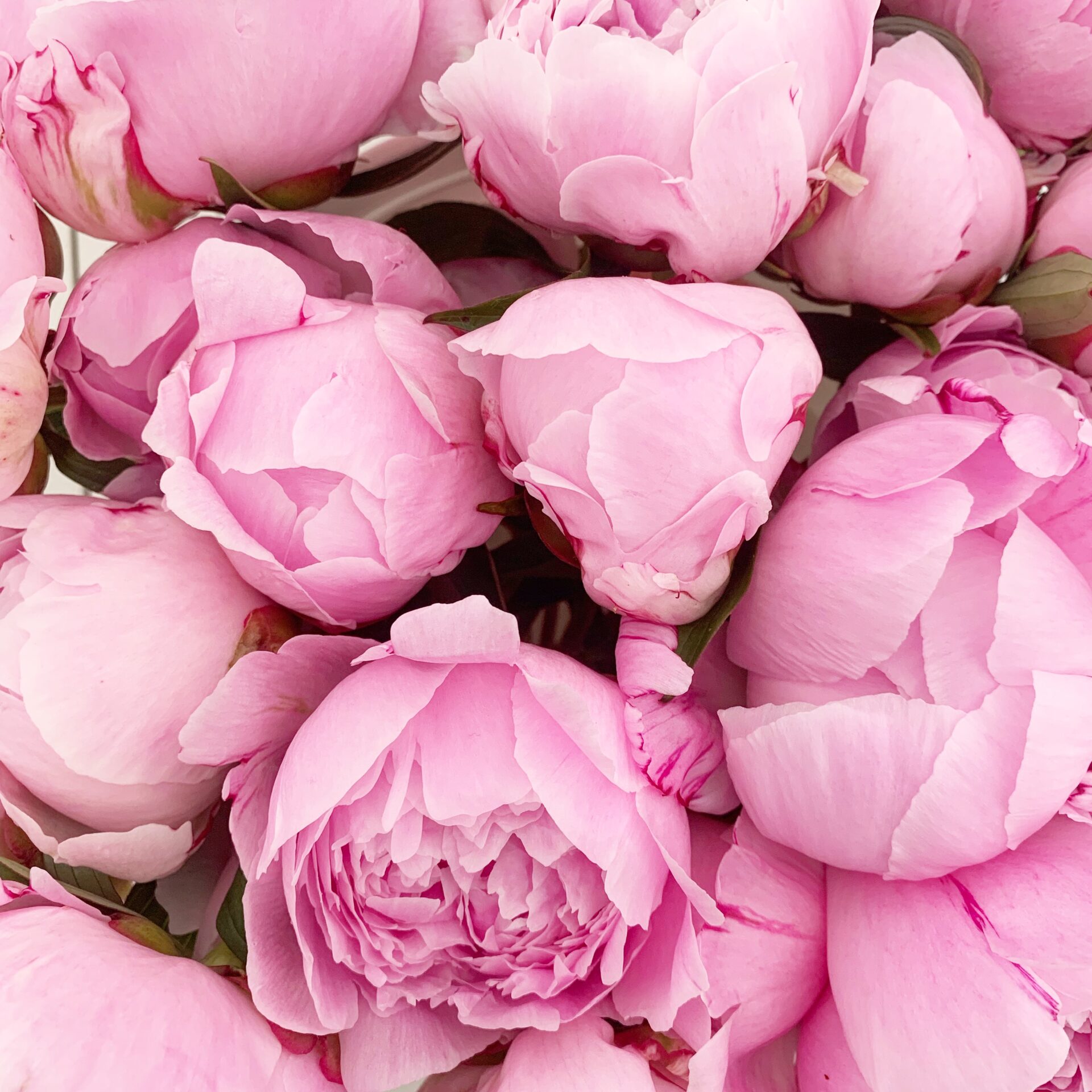 Peonies In The Kitchen: Three Delicious Recipes To Make Now – Alaska ...