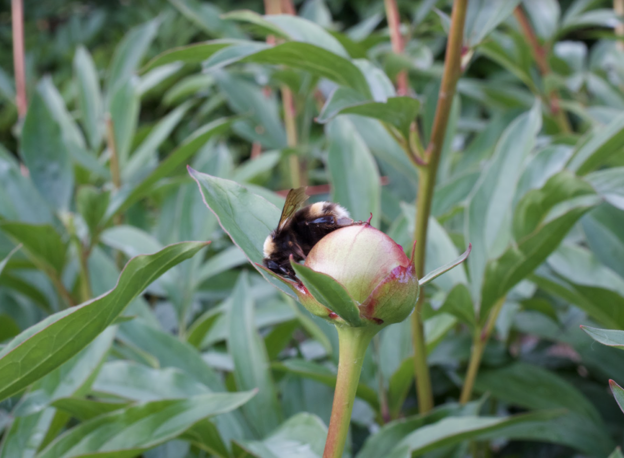 Honeybees And Peonies, A Perfect Match – Alaska Peony Cooperative
