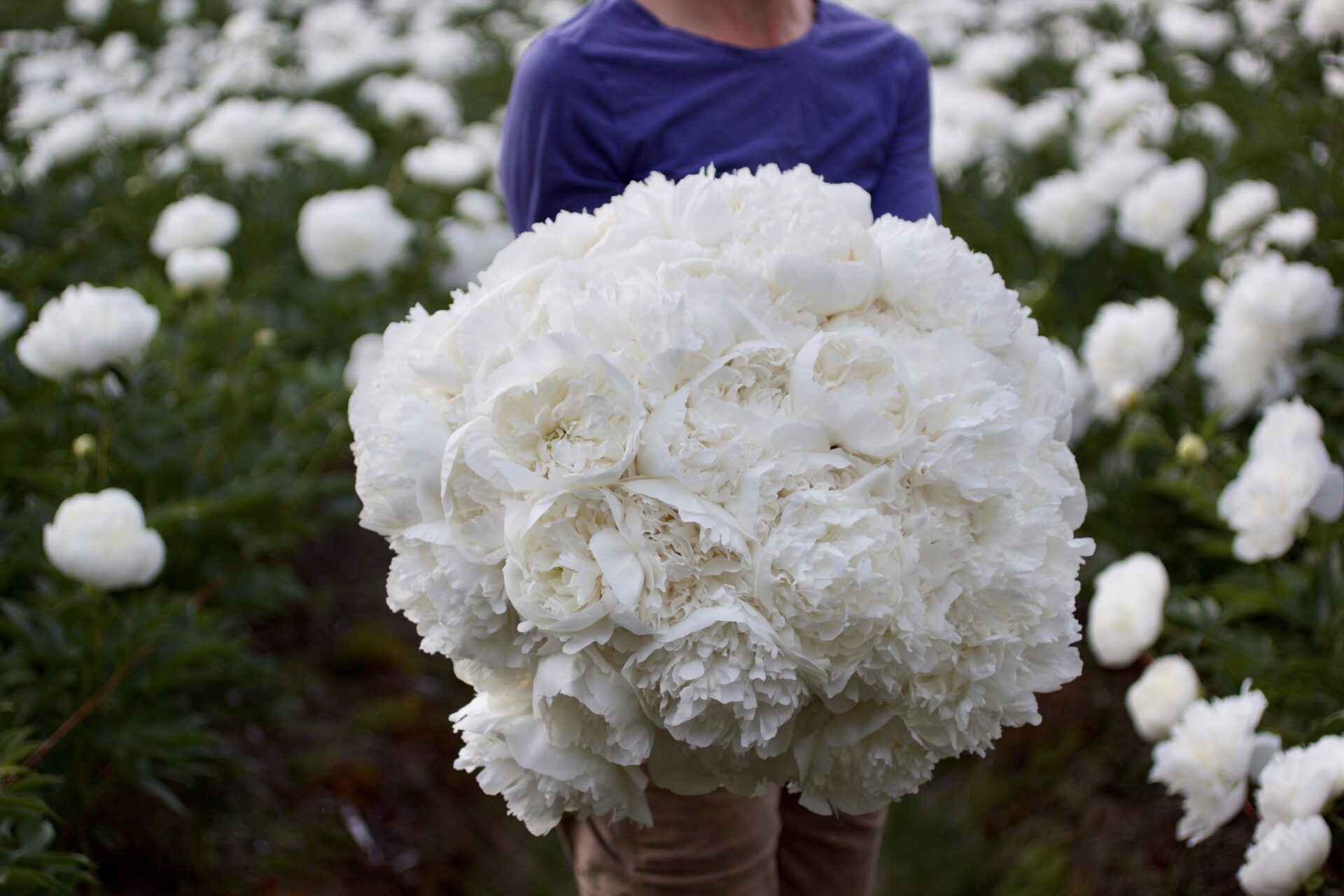 Top 5 Most Requested Peonies, And 5 Lesser Known Gems You’ll Love ...