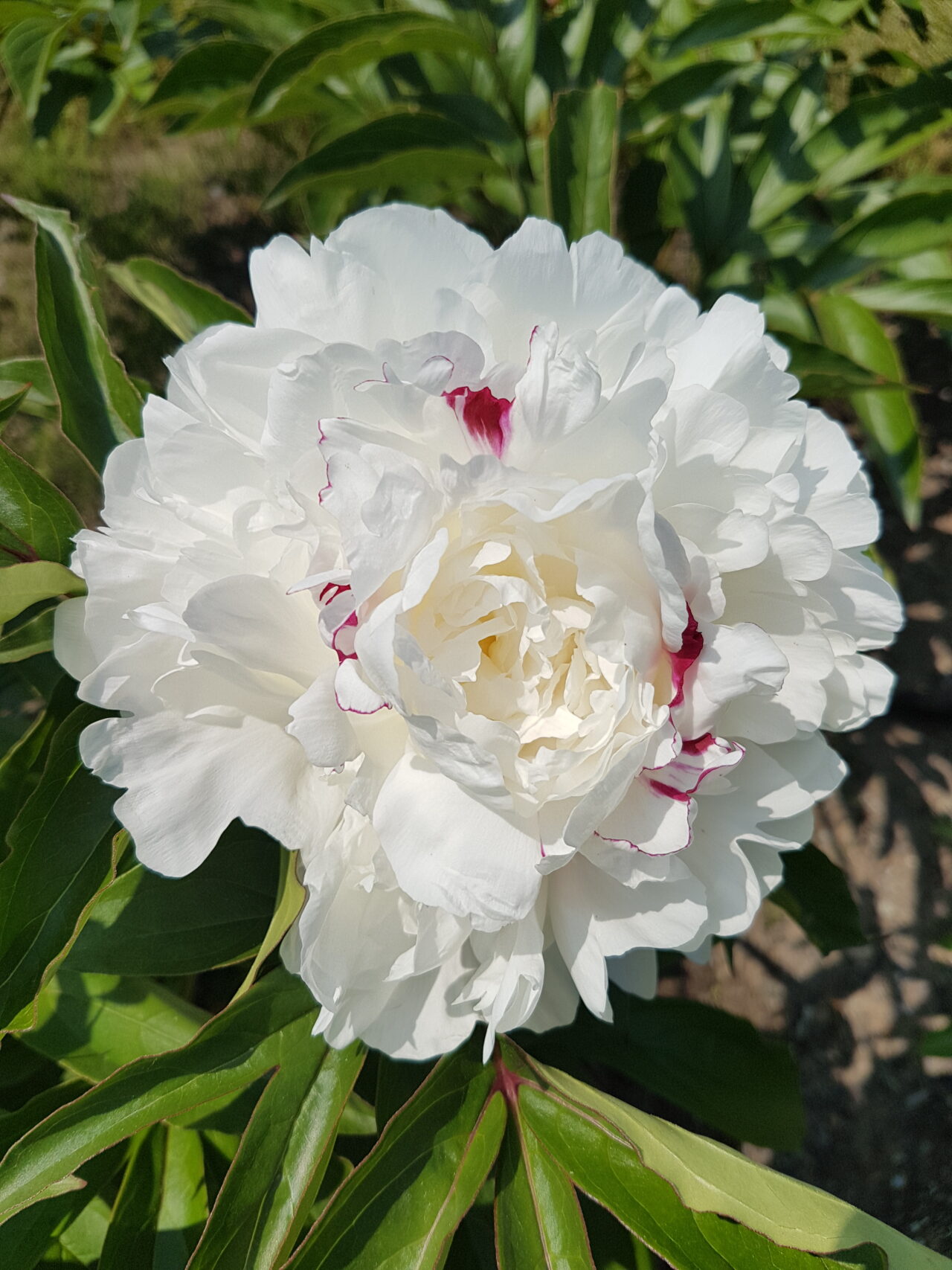 Top 5 Most Requested Peonies, And 5 Lesser Known Gems You’ll Love ...