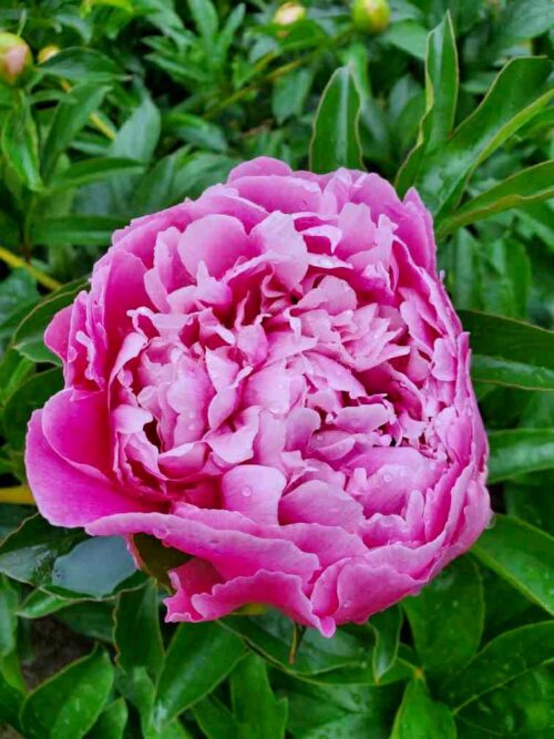 Top 5 Most Requested Peonies, And 5 Lesser Known Gems You’ll Love ...
