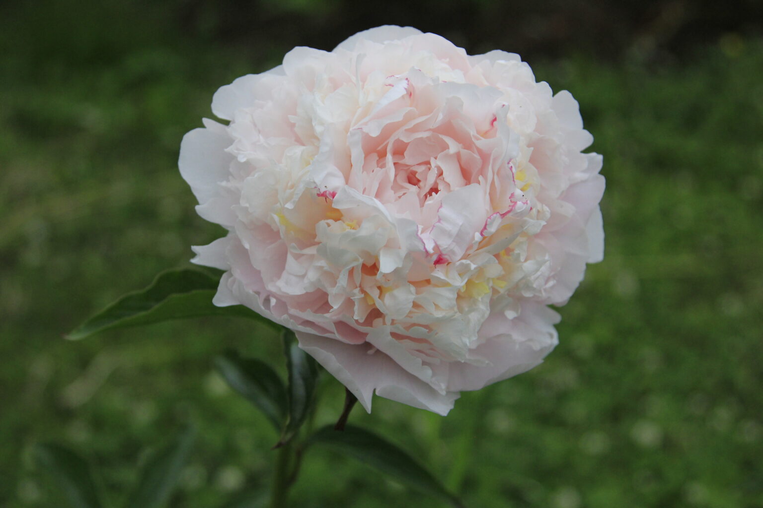Top 5 Most Fragrant Peonies – Alaska Peony Cooperative