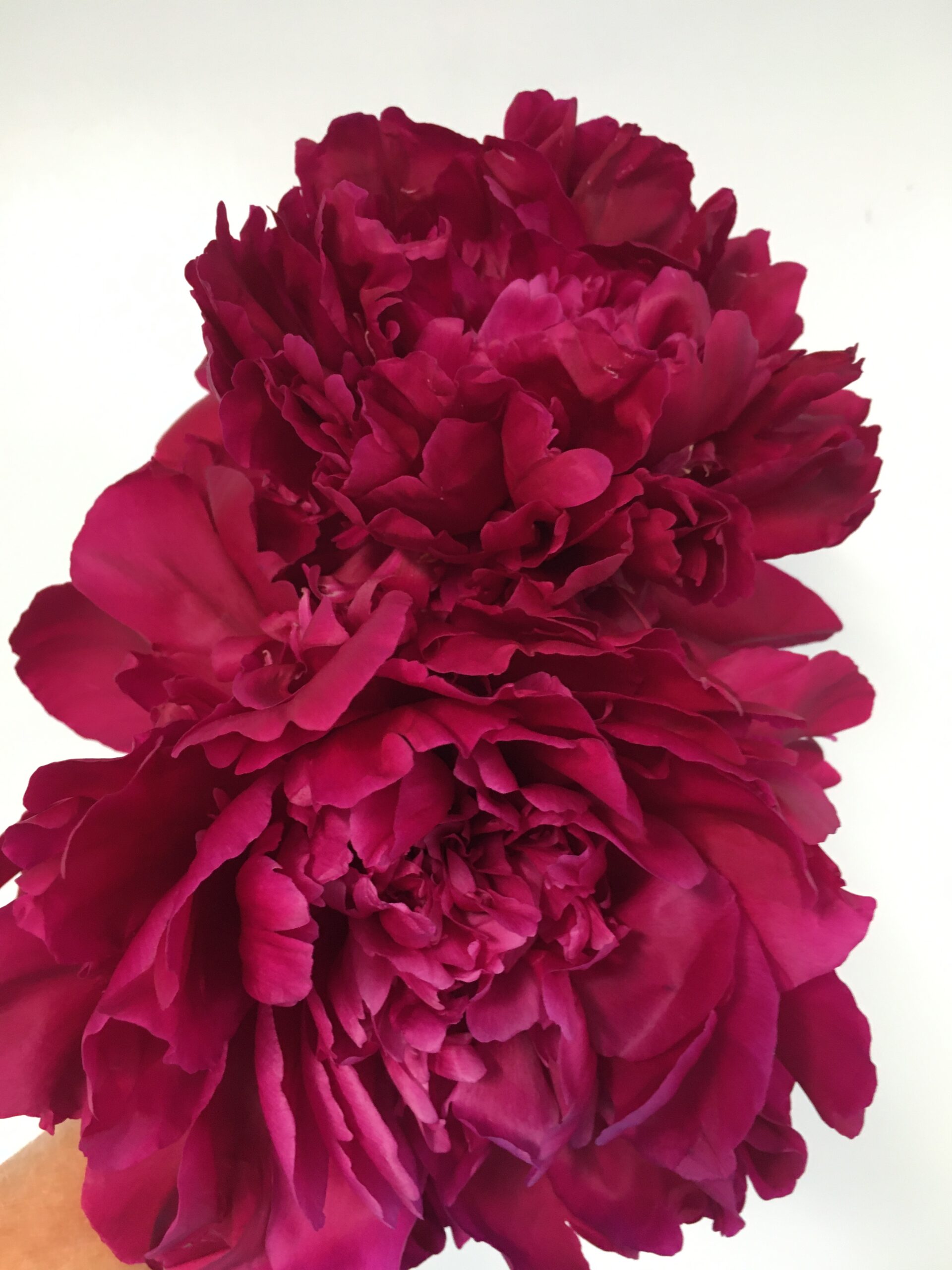 Top 5 Most Requested Peonies, And 5 Lesser Known Gems You’ll Love ...