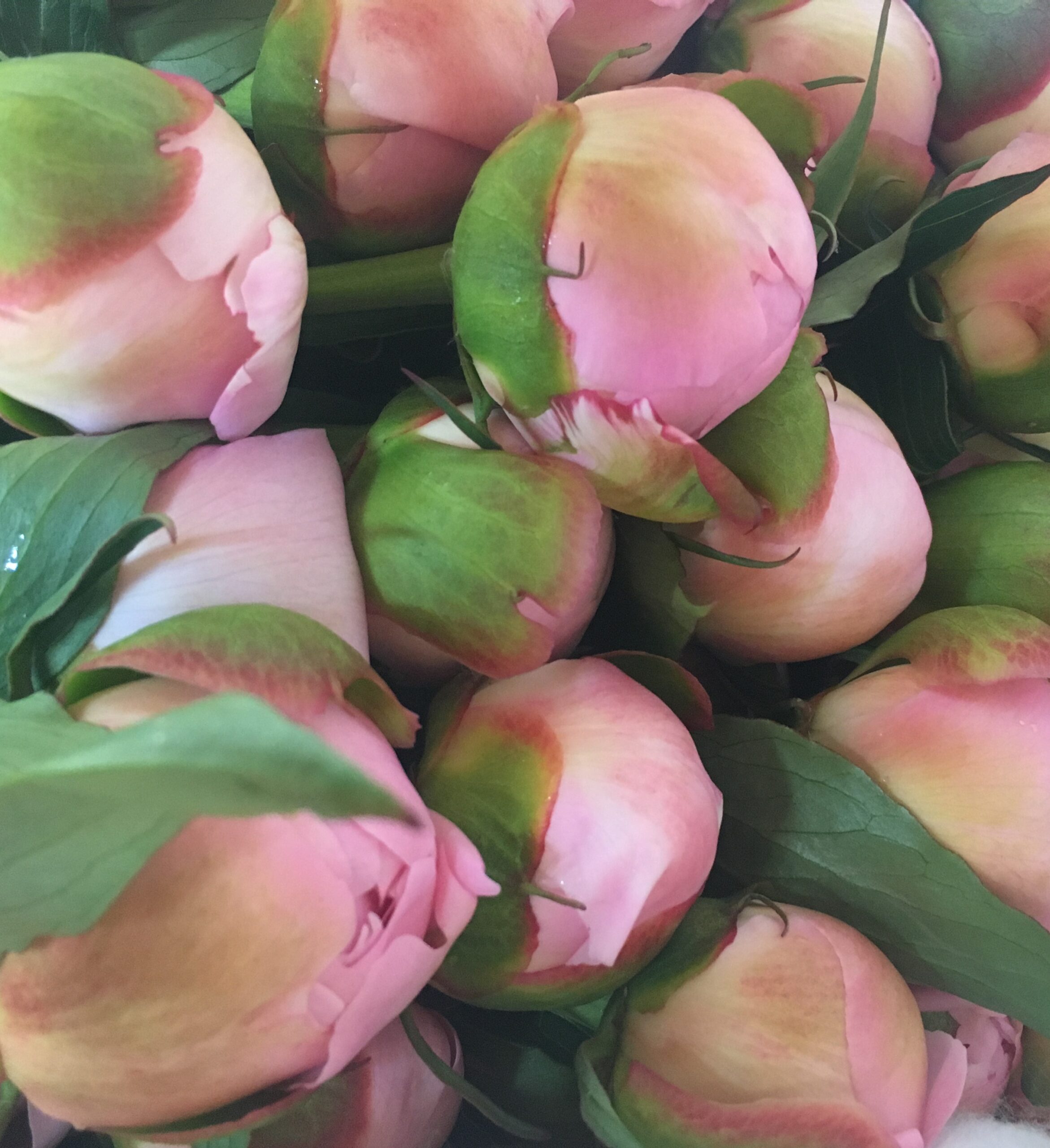 Top 5 Most Requested Peonies, And 5 Lesser Known Gems You’ll Love ...