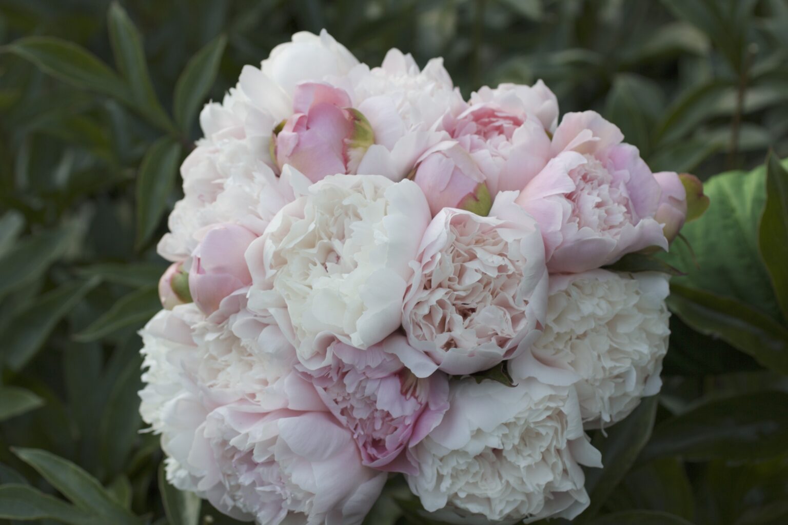 Top 5 Most Requested Peonies, And 5 Lesser Known Gems You’ll Love ...