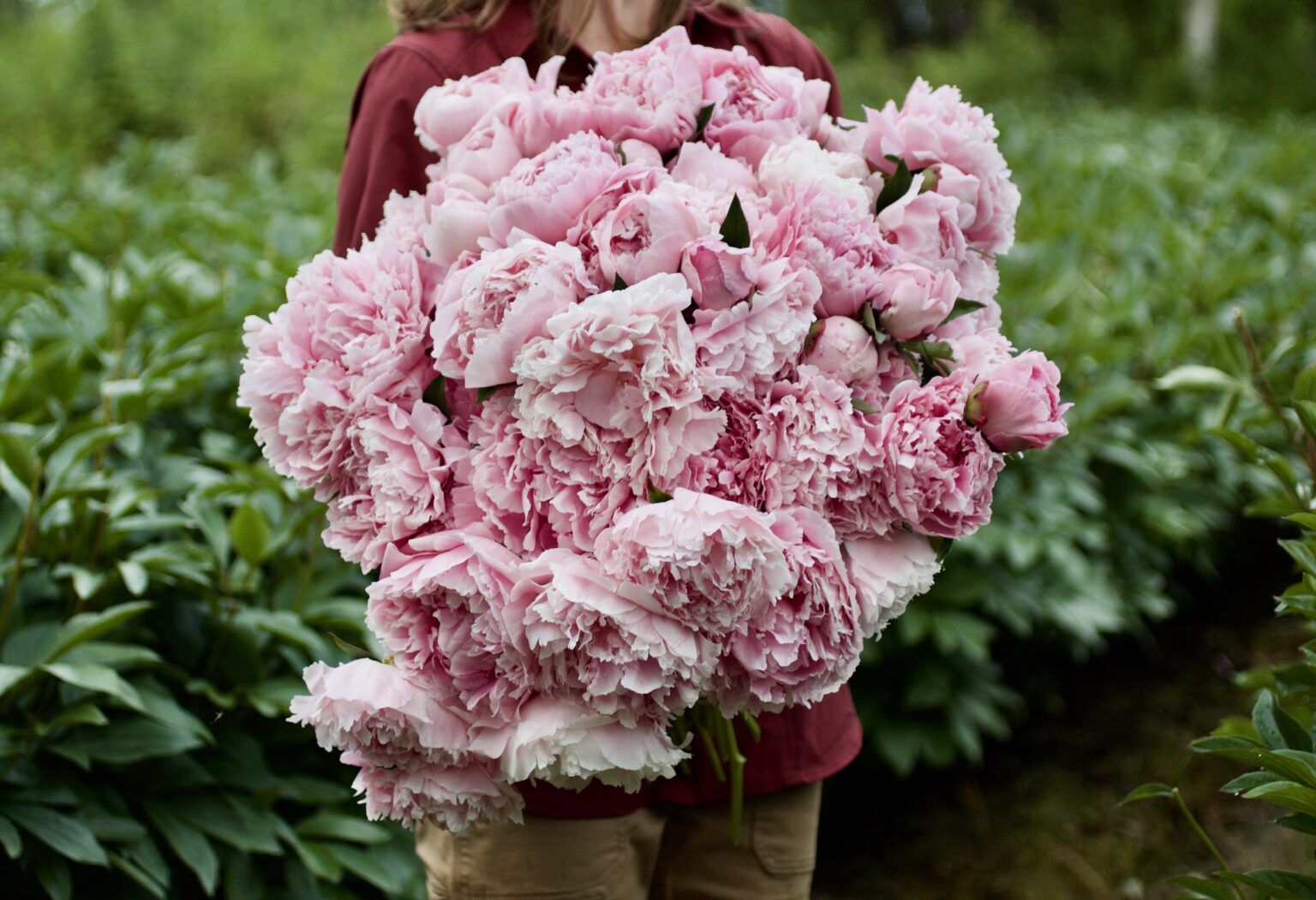 Top 5 Most Requested Peonies, And 5 Lesser Known Gems You’ll Love ...