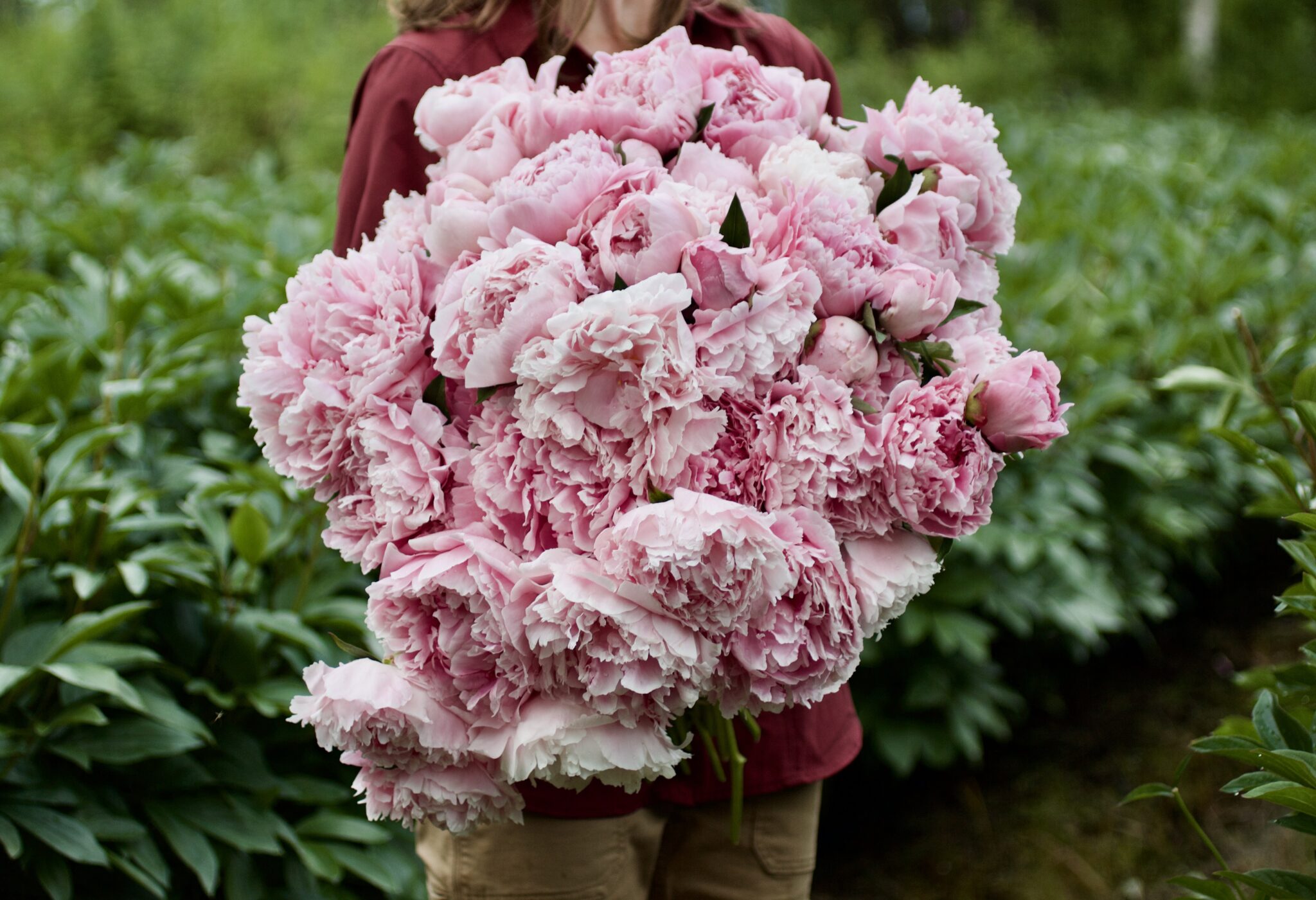 Top 5 Most Requested Peonies, And 5 Lesser Known Gems You’ll Love ...