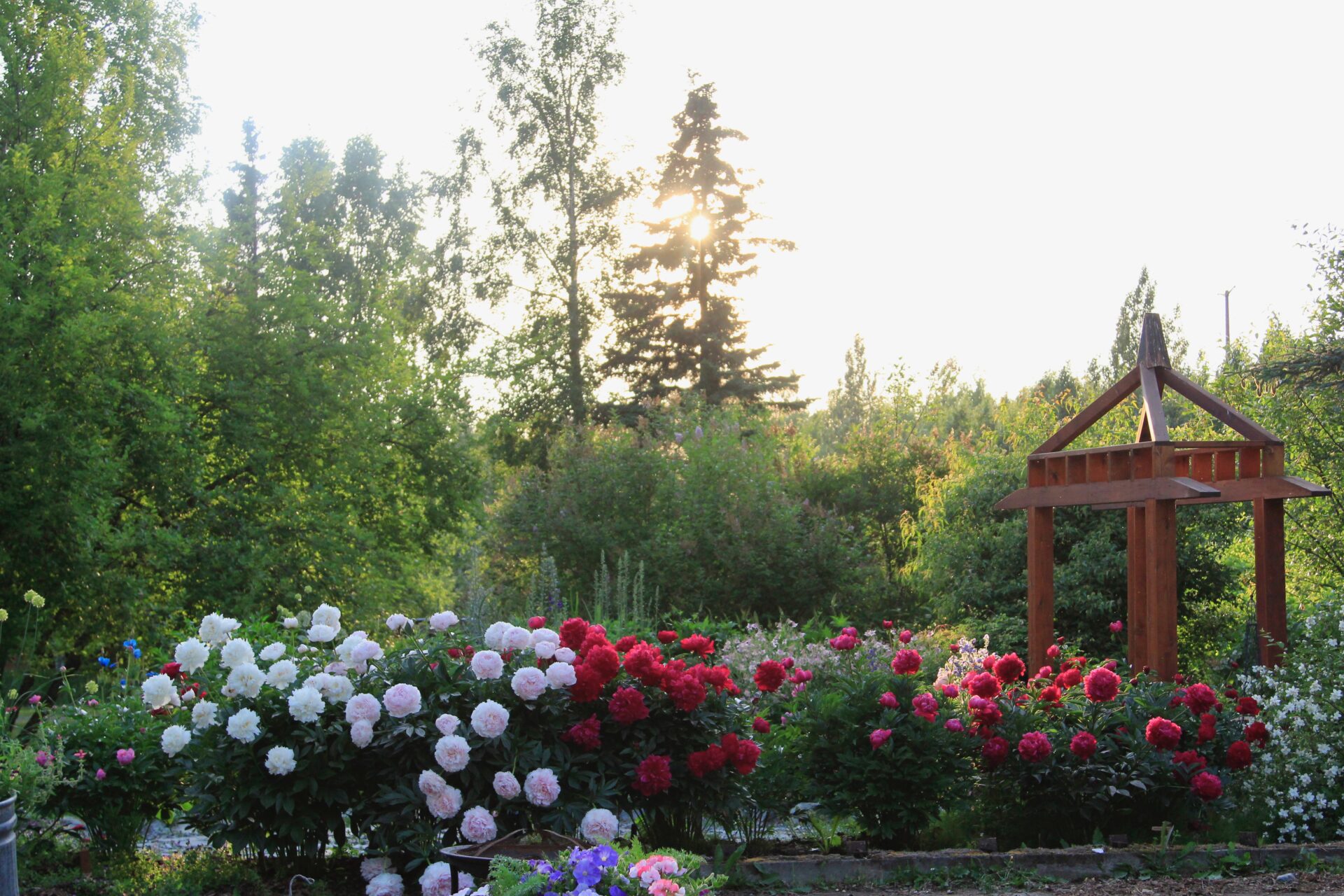 Designing a Perennial Garden With Peonies – Alaska Peony Cooperative