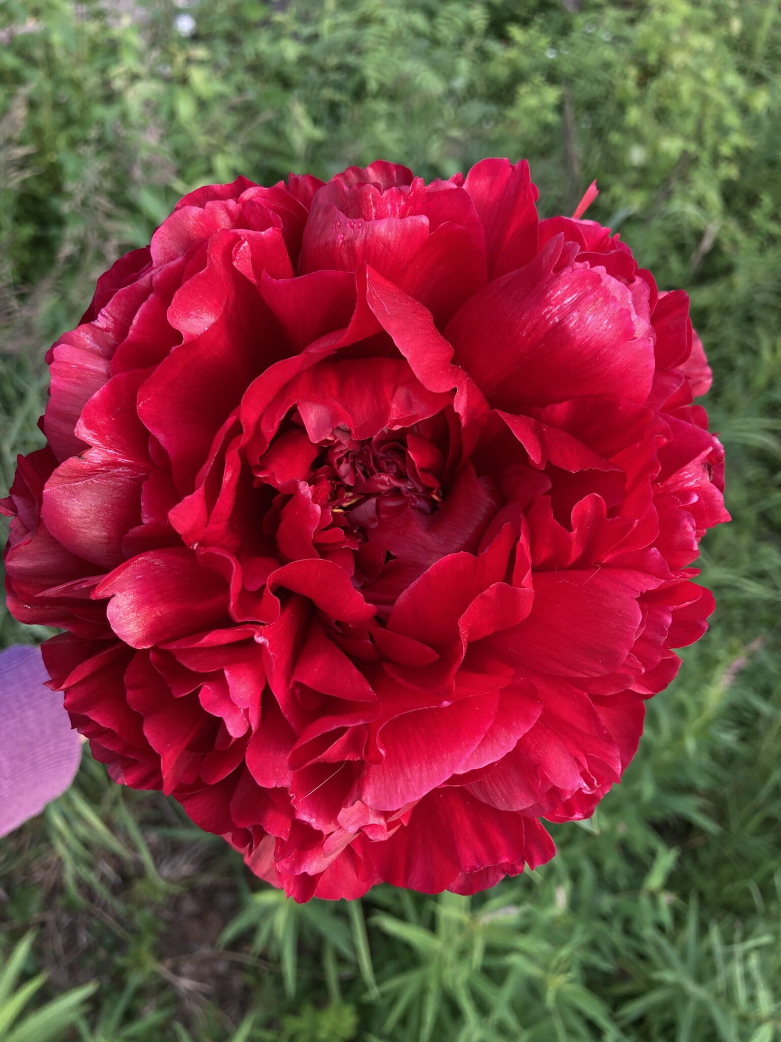 Top 5 Most Fragrant Peonies – Alaska Peony Cooperative