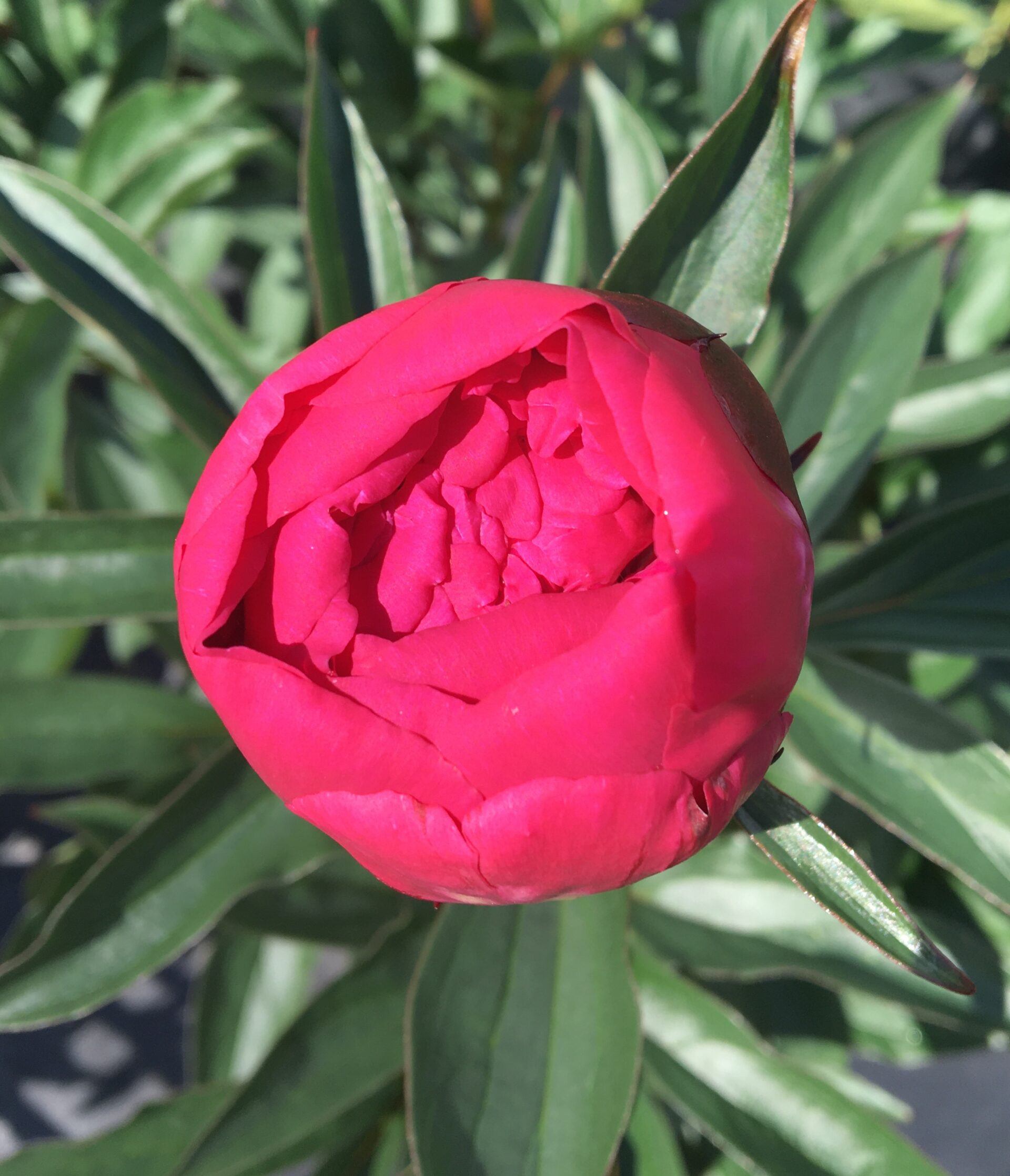 Must Have Red Peonies – Alaska Peony Cooperative