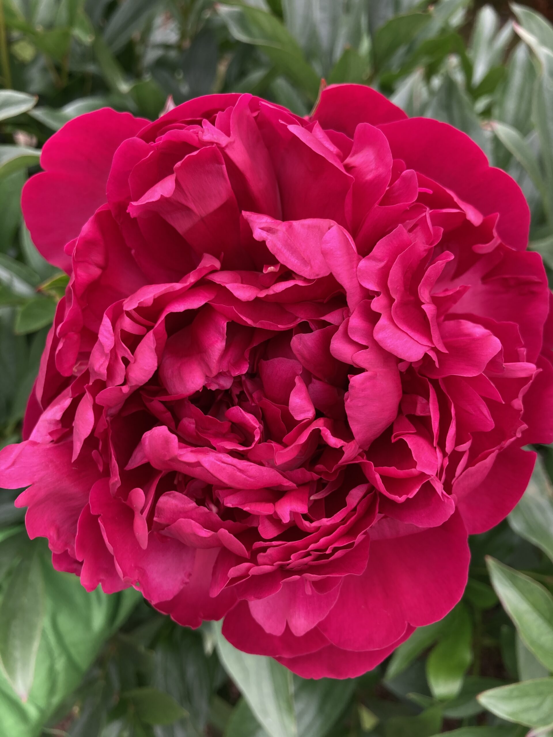 Must Have Red Peonies – Alaska Peony Cooperative