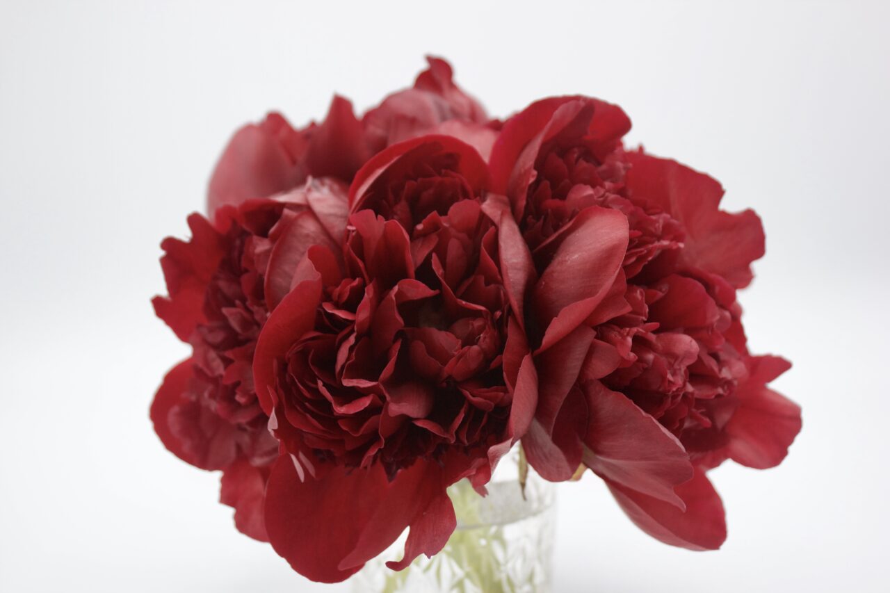 Must Have Red Peonies – Alaska Peony Cooperative