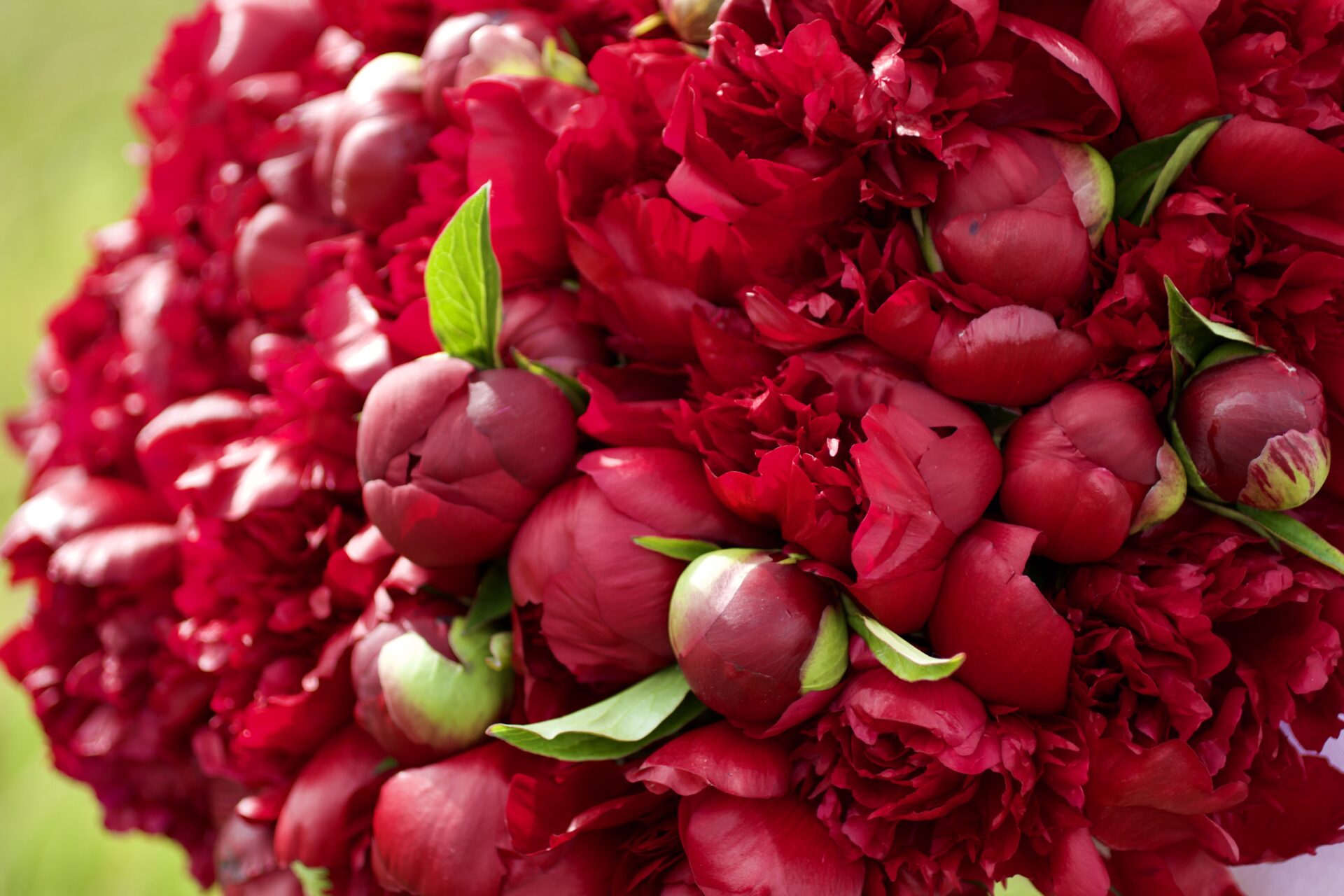 Must Have Red Peonies – Alaska Peony Cooperative