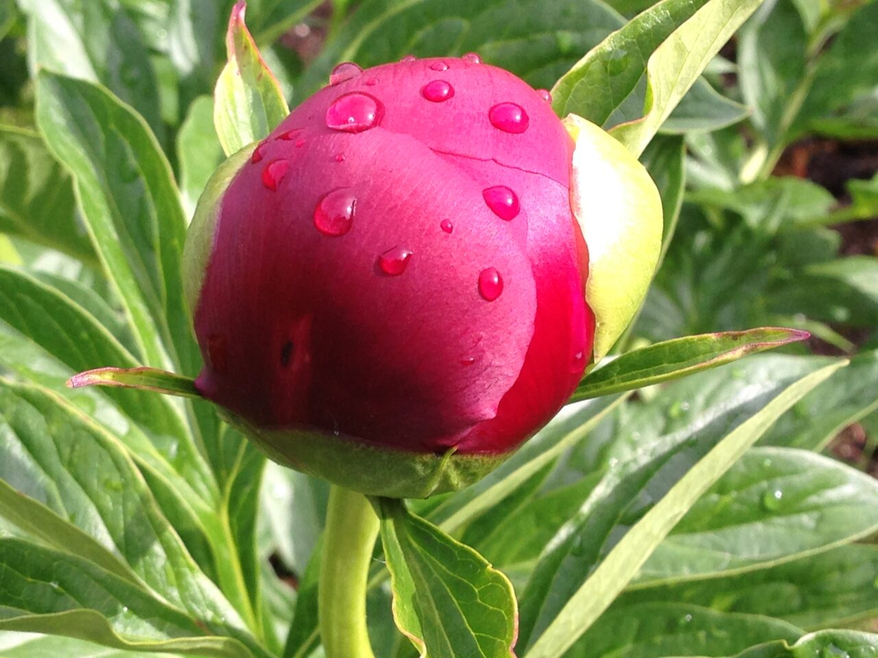 Must Have Red Peonies – Alaska Peony Cooperative