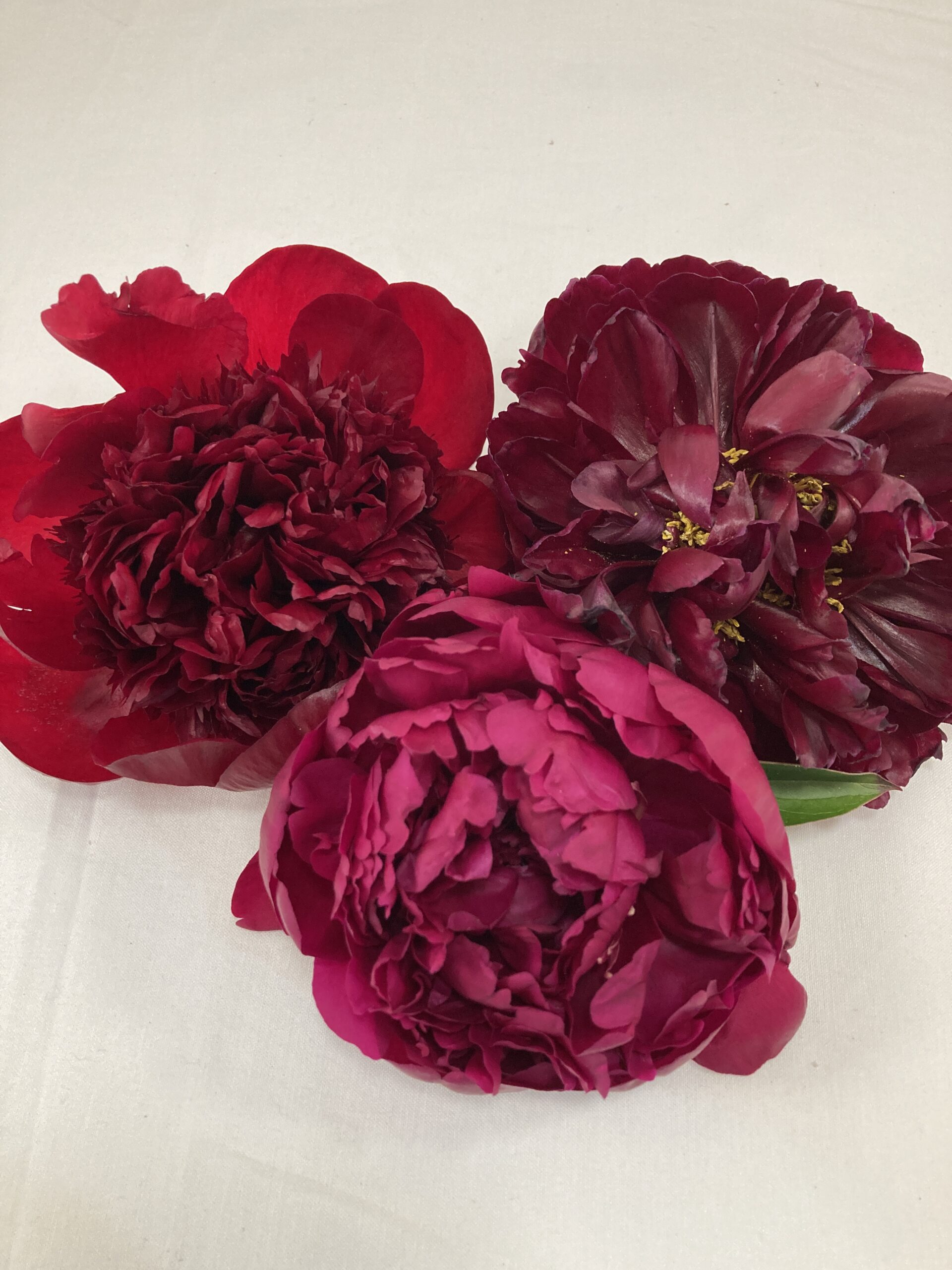 Must Have Red Peonies – Alaska Peony Cooperative