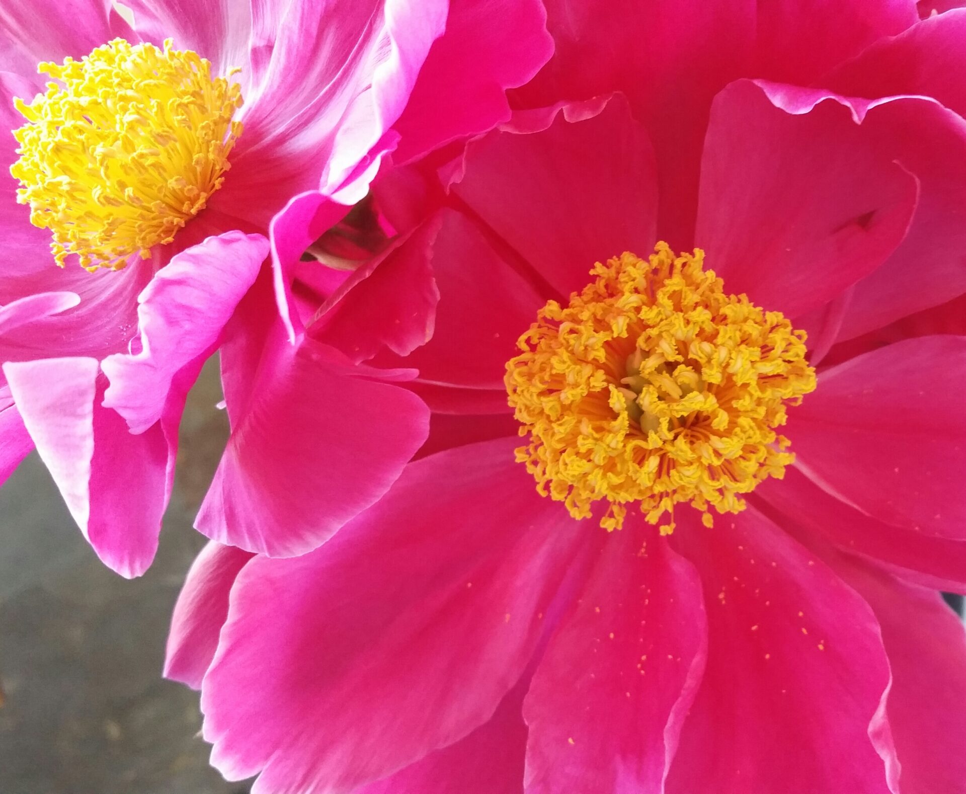 A Beginner’s Guide to Peony Bloom Forms – Alaska Peony Cooperative