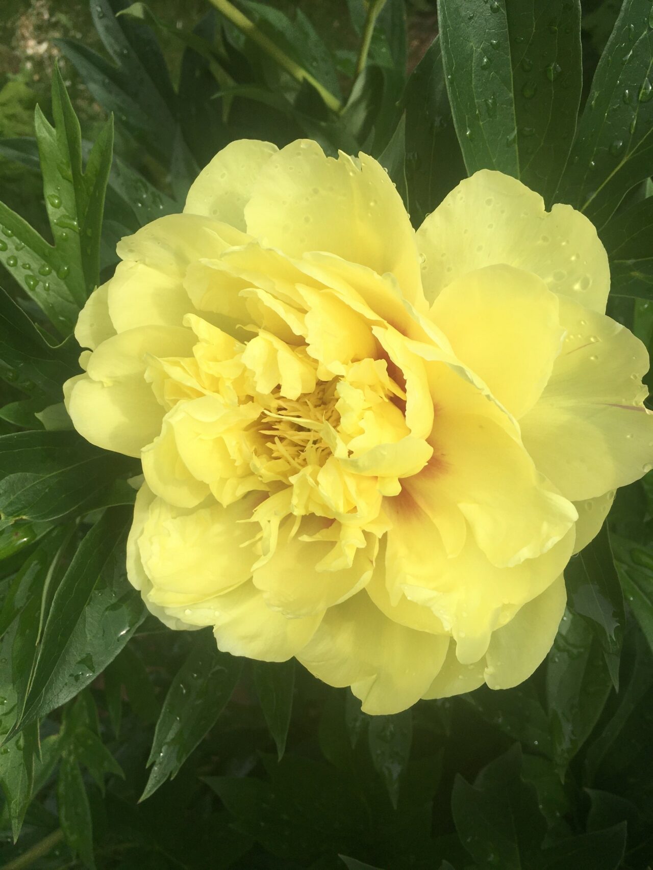 A Beginner’s Guide to Peony Bloom Forms – Alaska Peony Cooperative
