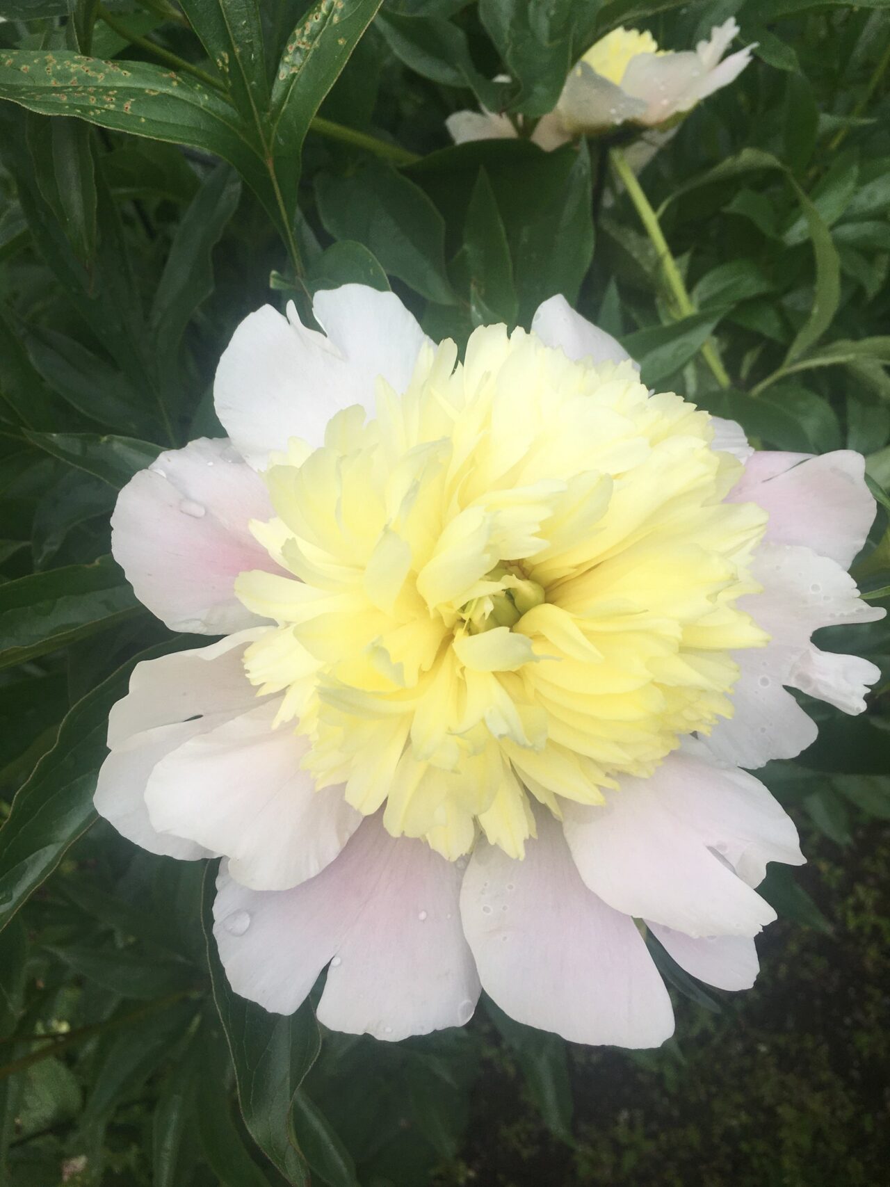 A Beginner’s Guide to Peony Bloom Forms – Alaska Peony Cooperative