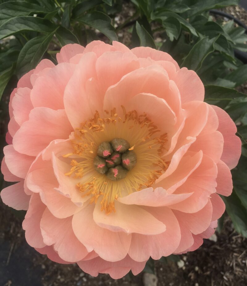 Top 5 Most Fragrant Peonies – Alaska Peony Cooperative