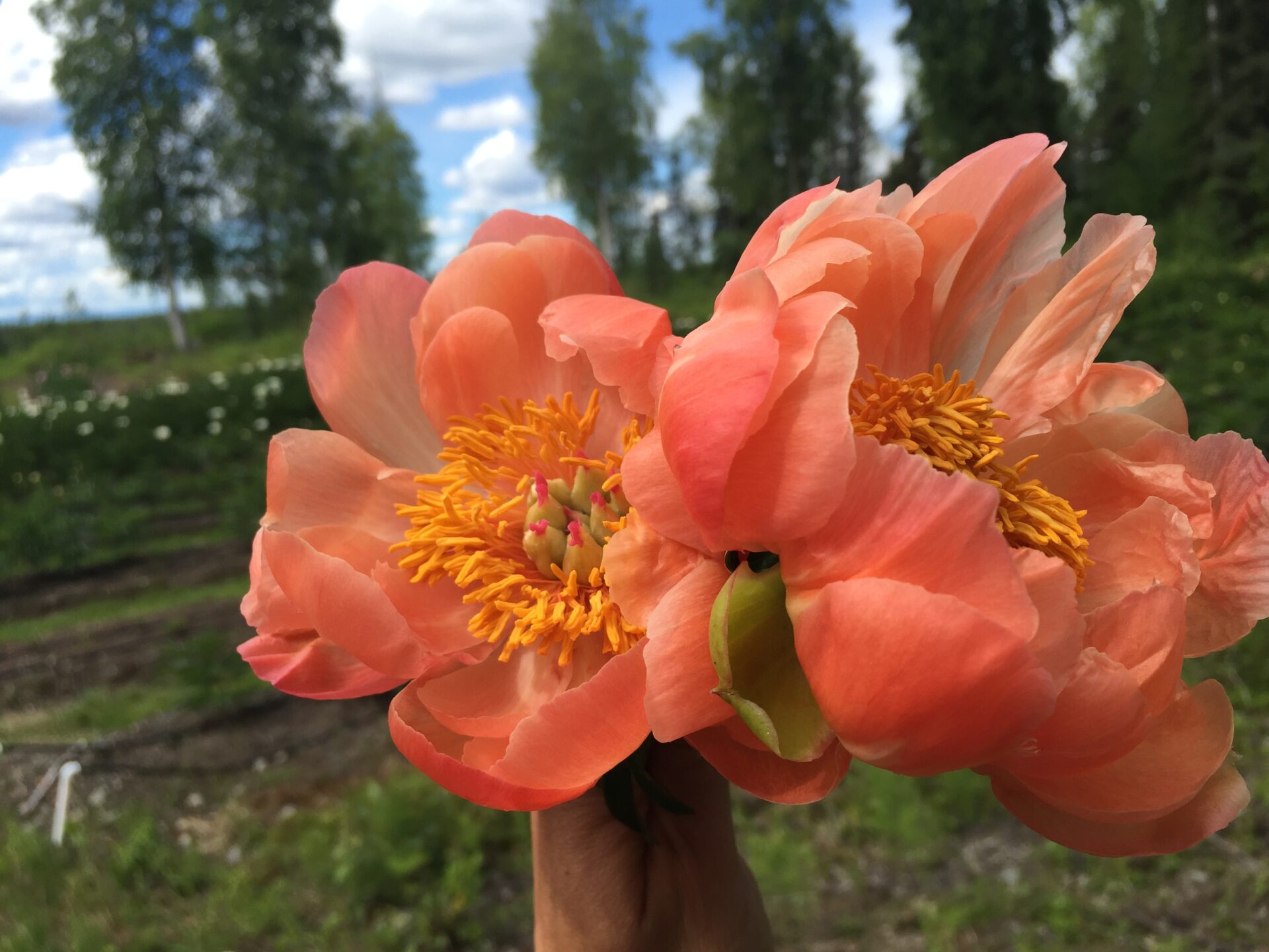 A Beginner’s Guide to Peony Bloom Forms – Alaska Peony Cooperative