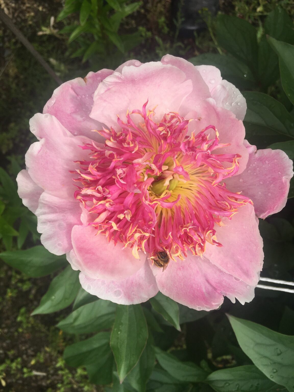 A Beginner’s Guide to Peony Bloom Forms – Alaska Peony Cooperative