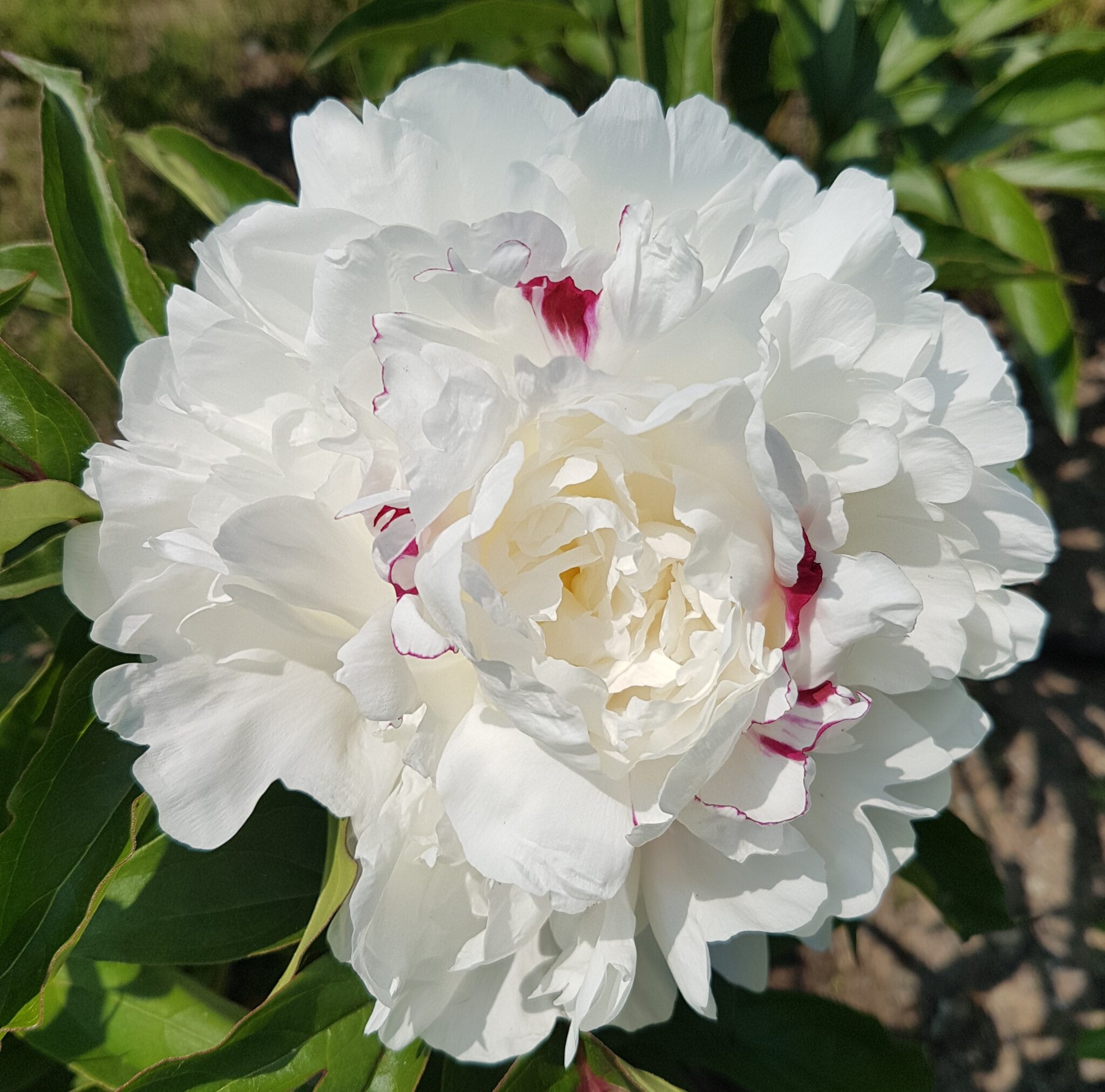 Top 5 Most Fragrant Peonies – Alaska Peony Cooperative