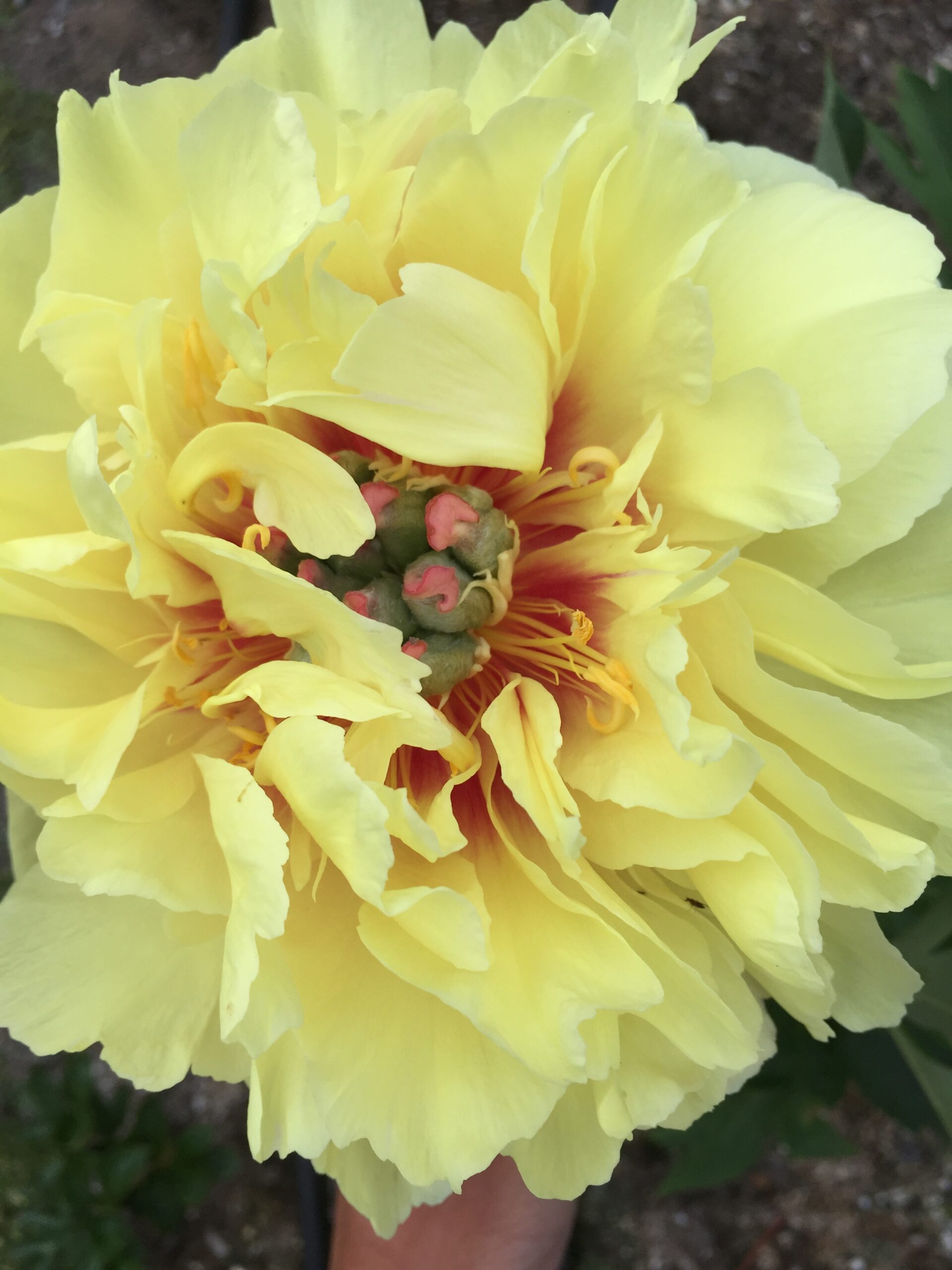 A Beginner’s Guide to Peony Bloom Forms – Alaska Peony Cooperative