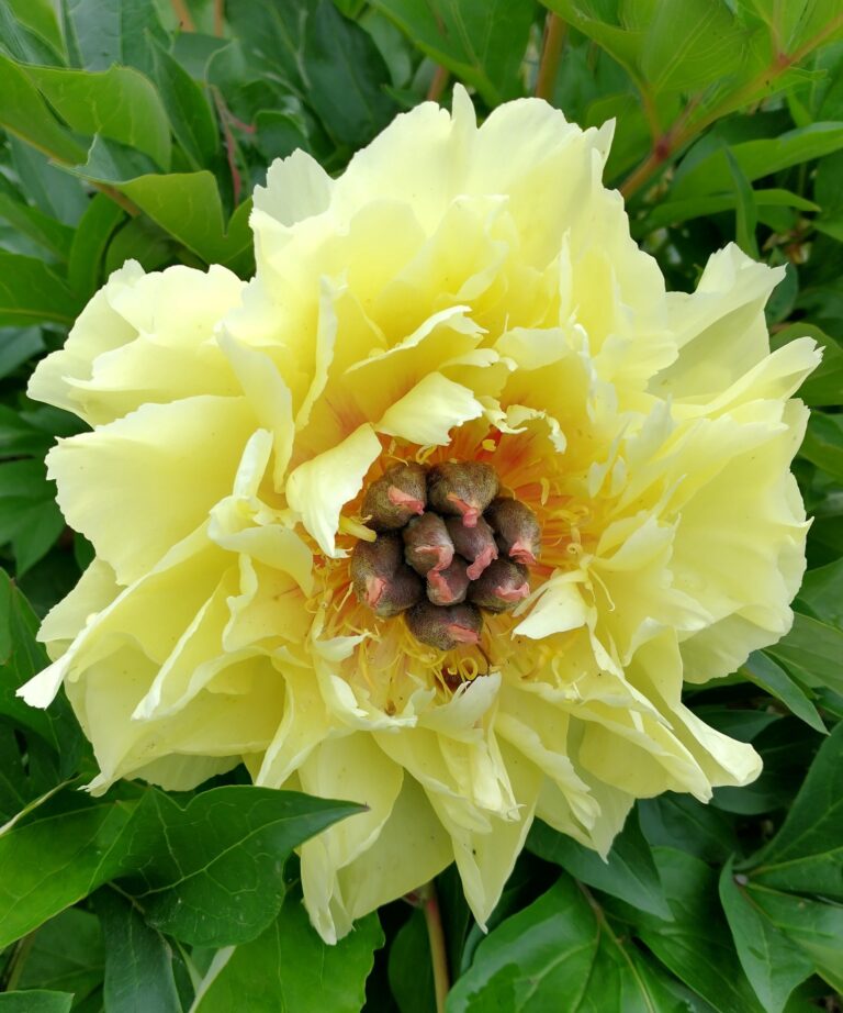 Top 5 Most Fragrant Peonies – Alaska Peony Cooperative
