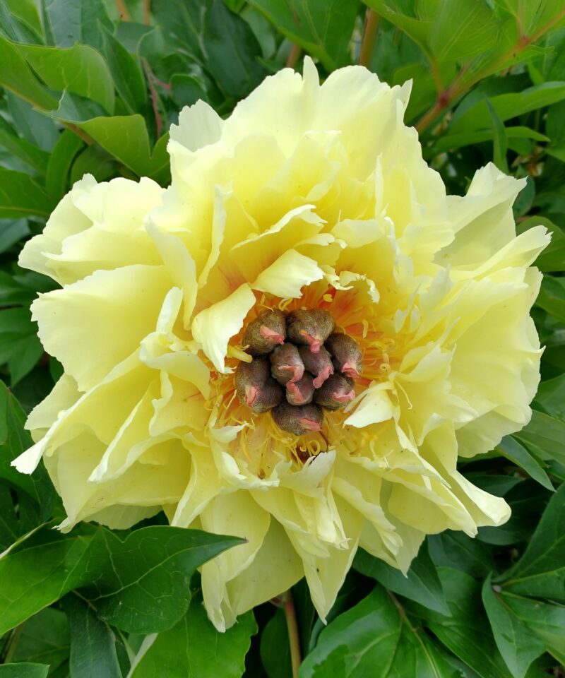 Top 5 Most Fragrant Peonies – Alaska Peony Cooperative