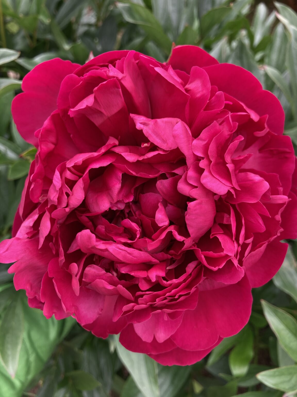 Top 5 Most Fragrant Peonies – Alaska Peony Cooperative