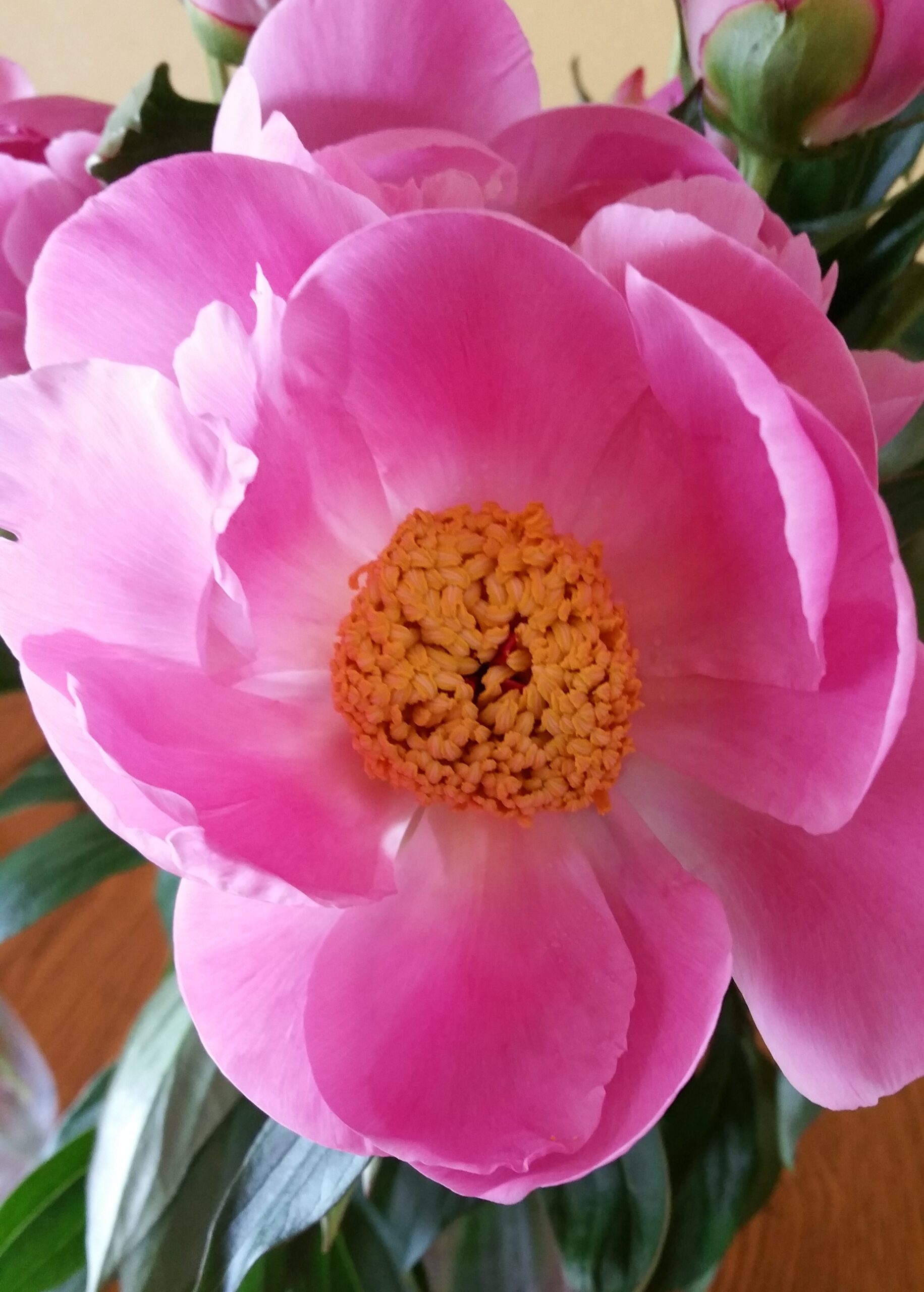 A Beginner’s Guide to Peony Bloom Forms – Alaska Peony Cooperative