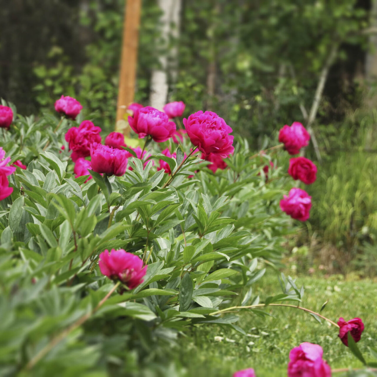 Peony Seasonality and Extended Bloom Time – Alaska Peony Cooperative