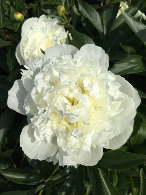 Top 5 Most Fragrant Peonies – Alaska Peony Cooperative