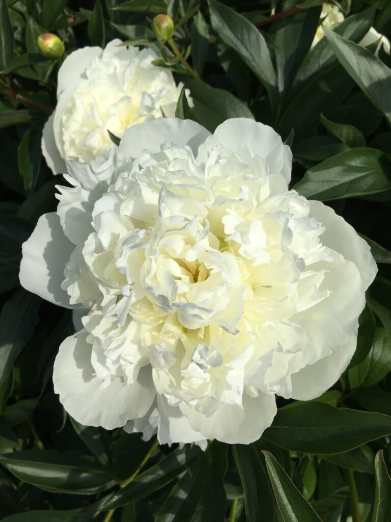 Top 5 Most Fragrant Peonies – Alaska Peony Cooperative