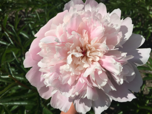 Top 5 Most Fragrant Peonies – Alaska Peony Cooperative