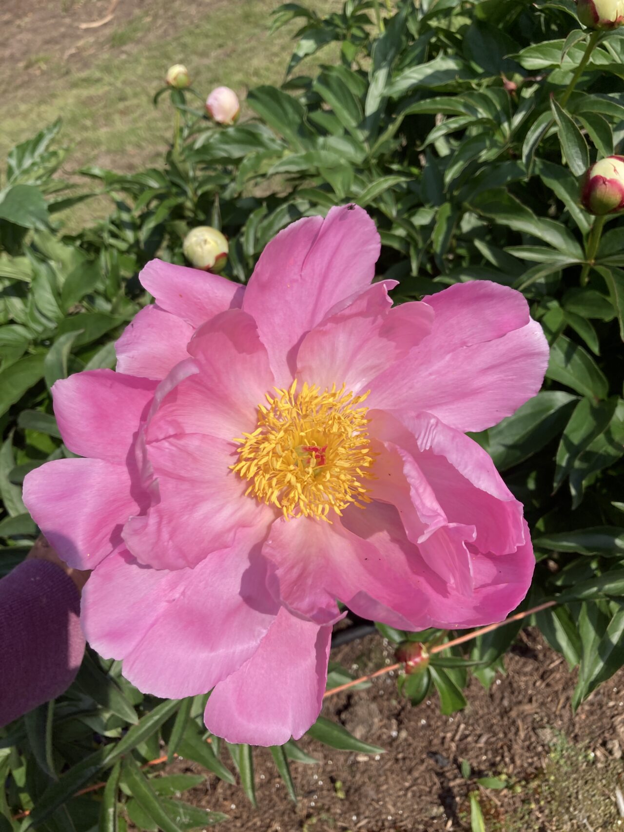Top 5 Most Fragrant Peonies – Alaska Peony Cooperative