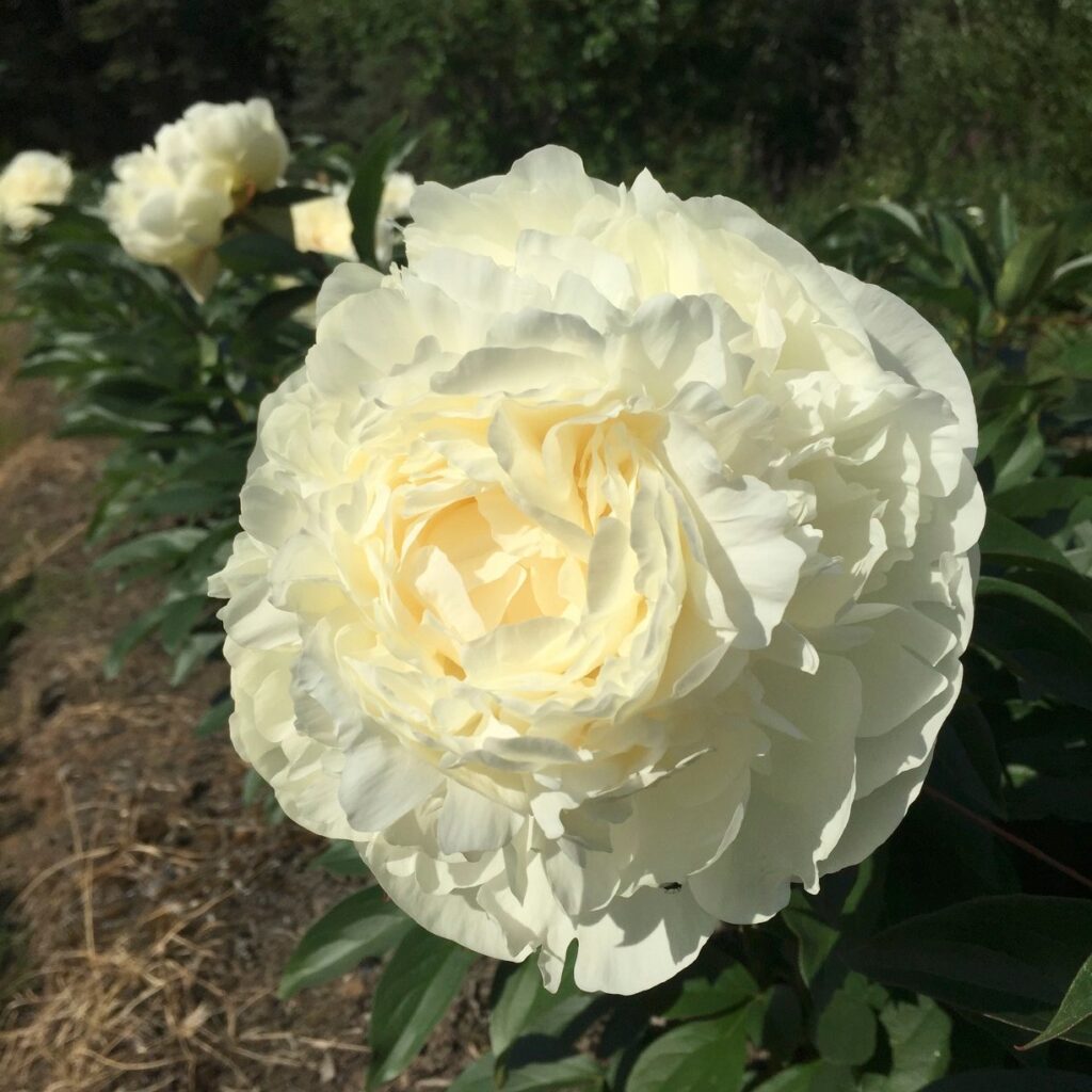 Top 5 Most Fragrant Peonies – Alaska Peony Cooperative