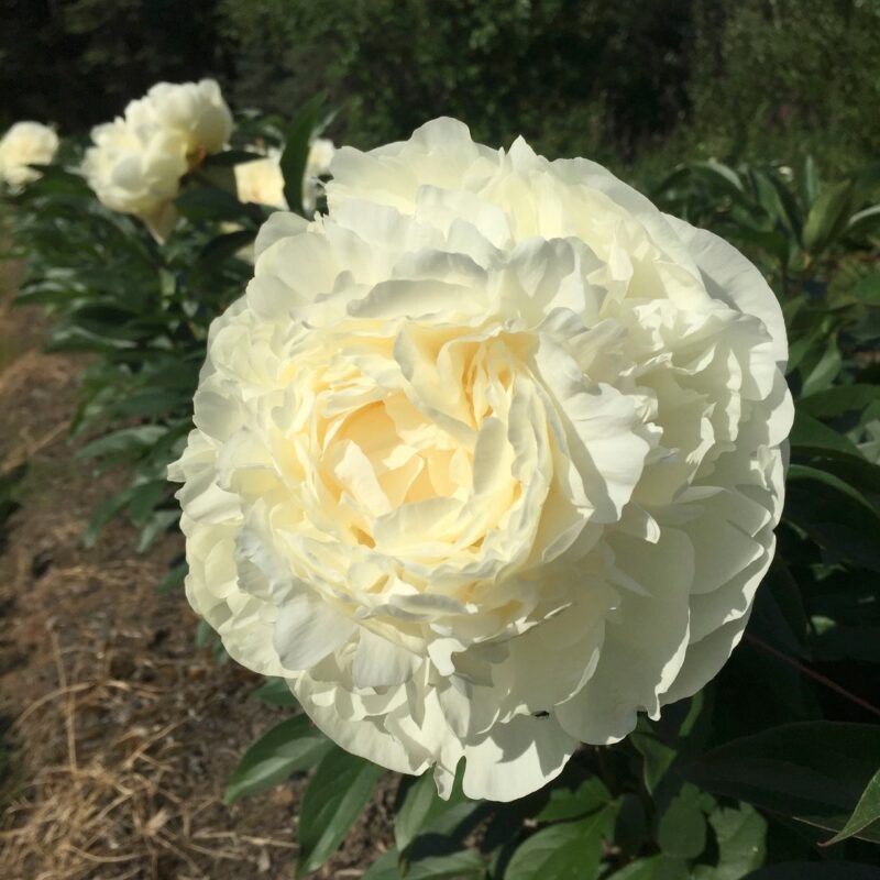 Top 5 Most Fragrant Peonies – Alaska Peony Cooperative