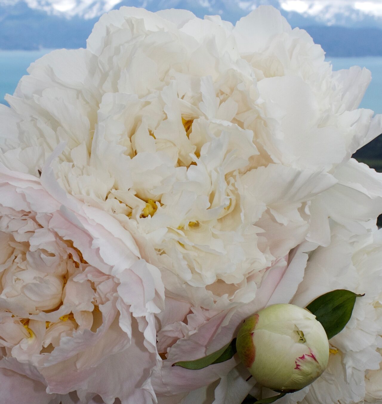 Top 5 Most Fragrant Peonies – Alaska Peony Cooperative