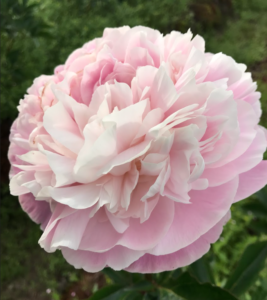 Top 5 Most Fragrant Peonies – Alaska Peony Cooperative