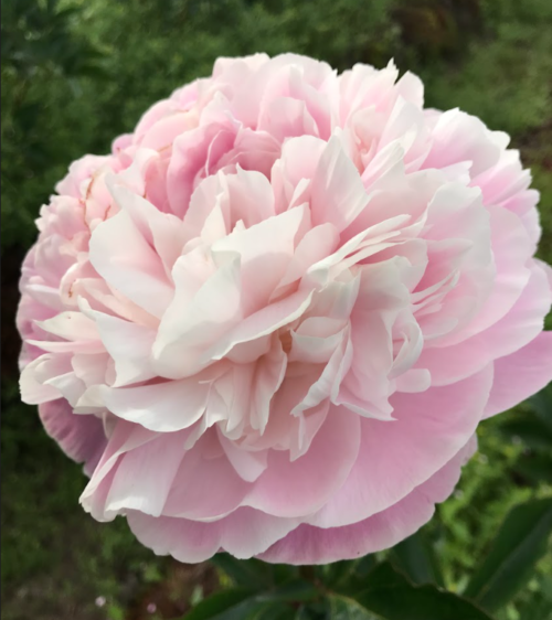 Top 5 Most Fragrant Peonies – Alaska Peony Cooperative