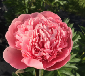 Top 5 Most Fragrant Peonies – Alaska Peony Cooperative