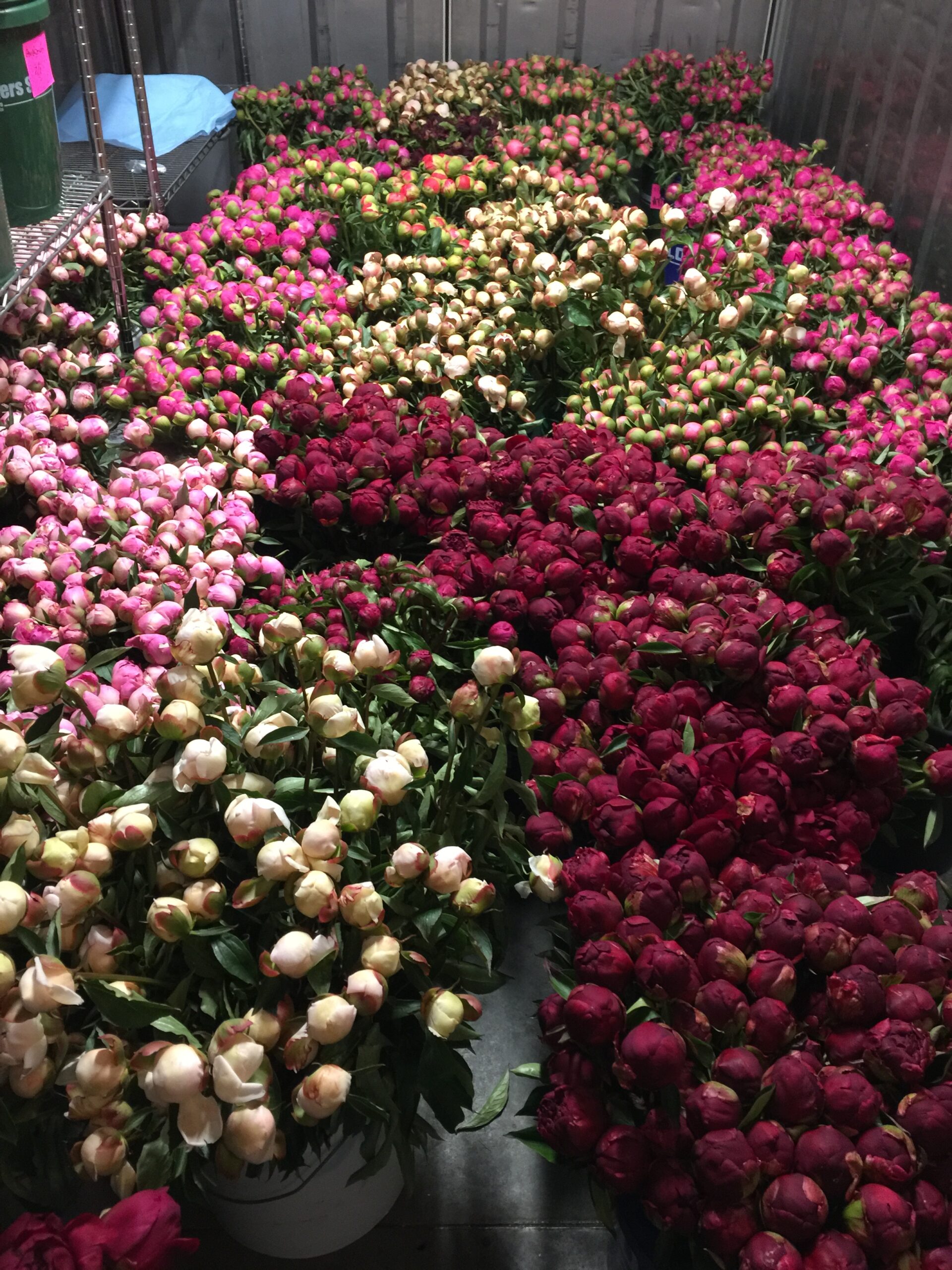 Peony Seasonality and Extended Bloom Time – Alaska Peony Cooperative