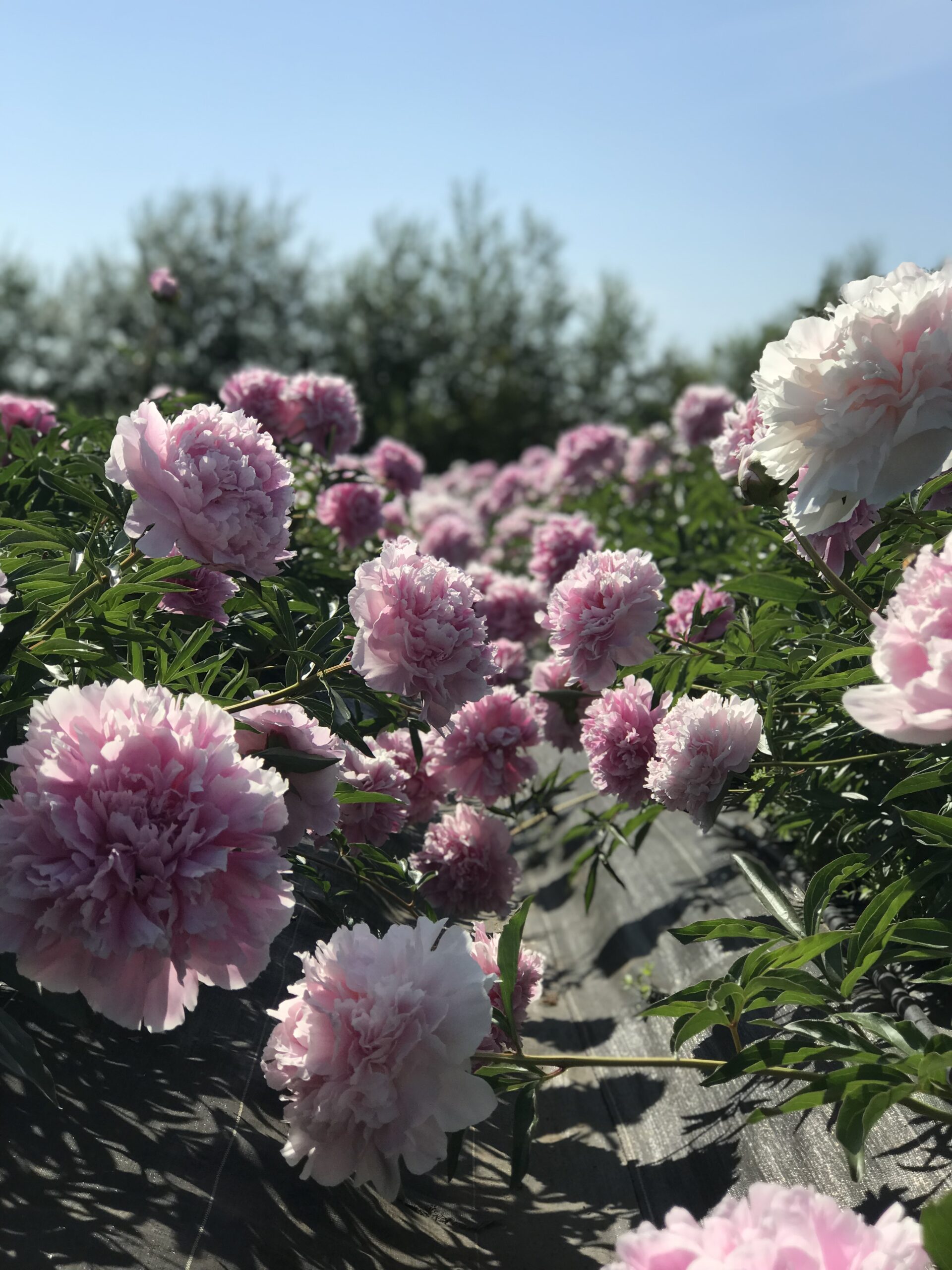 Stop and Smell the Flowers – Alaska Peony Cooperative